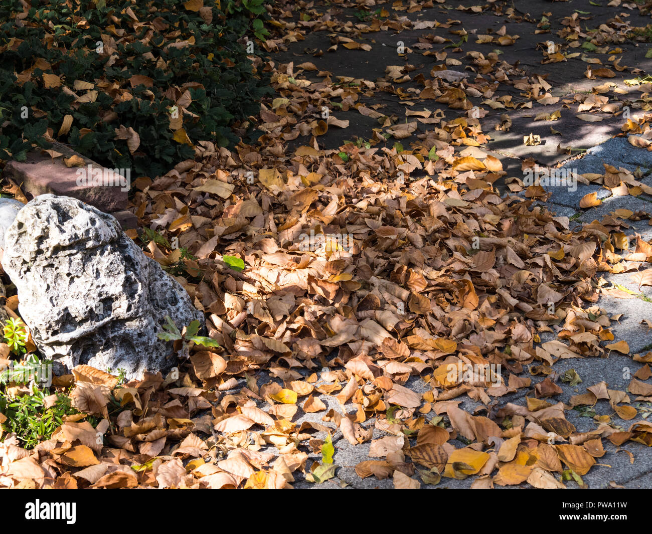 Autom leaves hi-res stock photography and images - Alamy