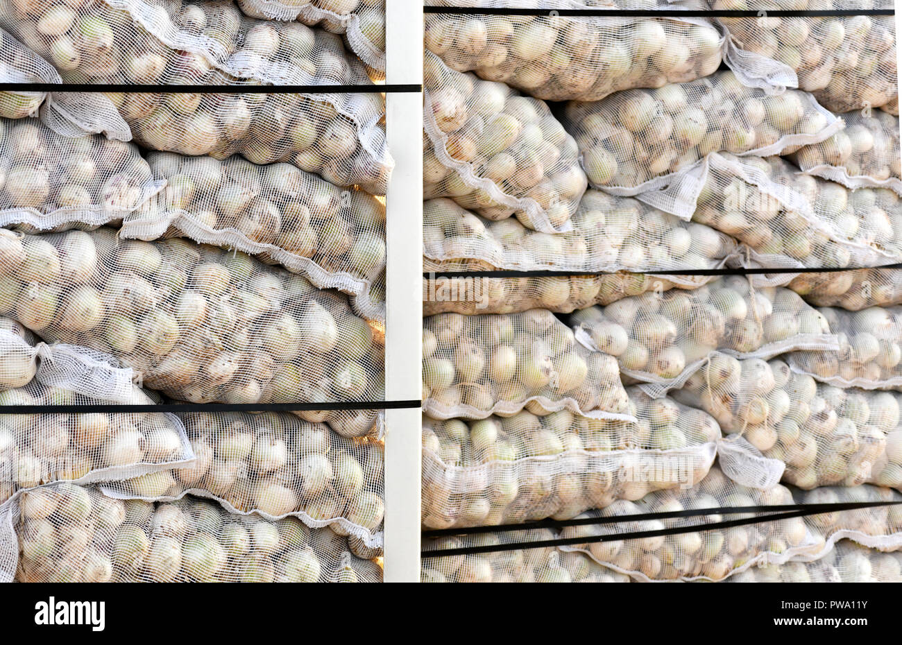 whole white mesh sacks of Spanish onions in a packing crate for british ...