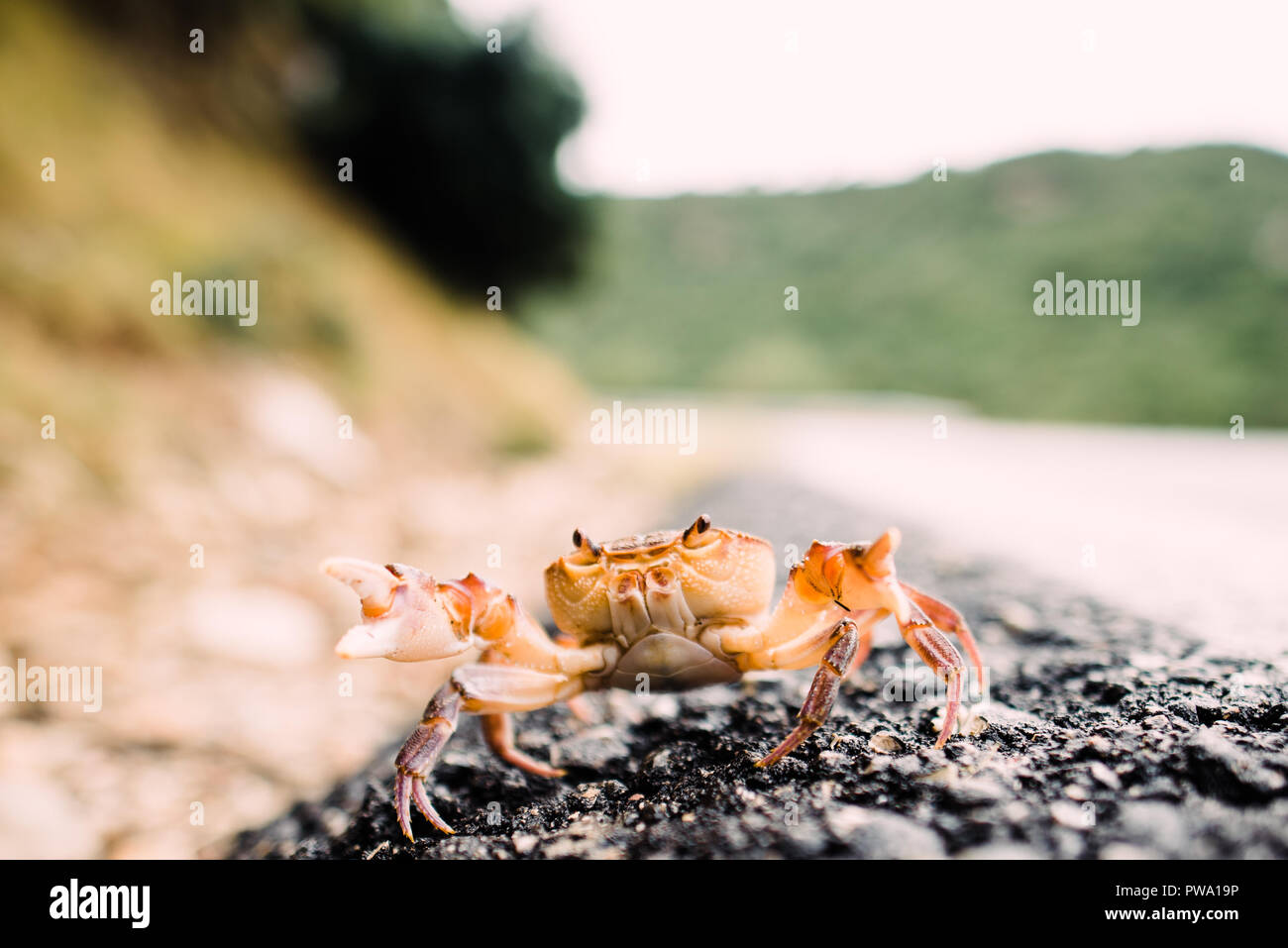 close up photography, orange and white crab in the nature with blear ...