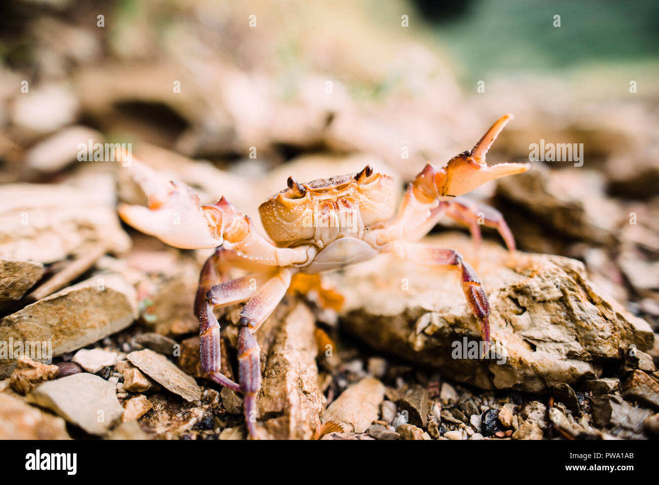 Orange white crab hi-res stock photography and images - Alamy