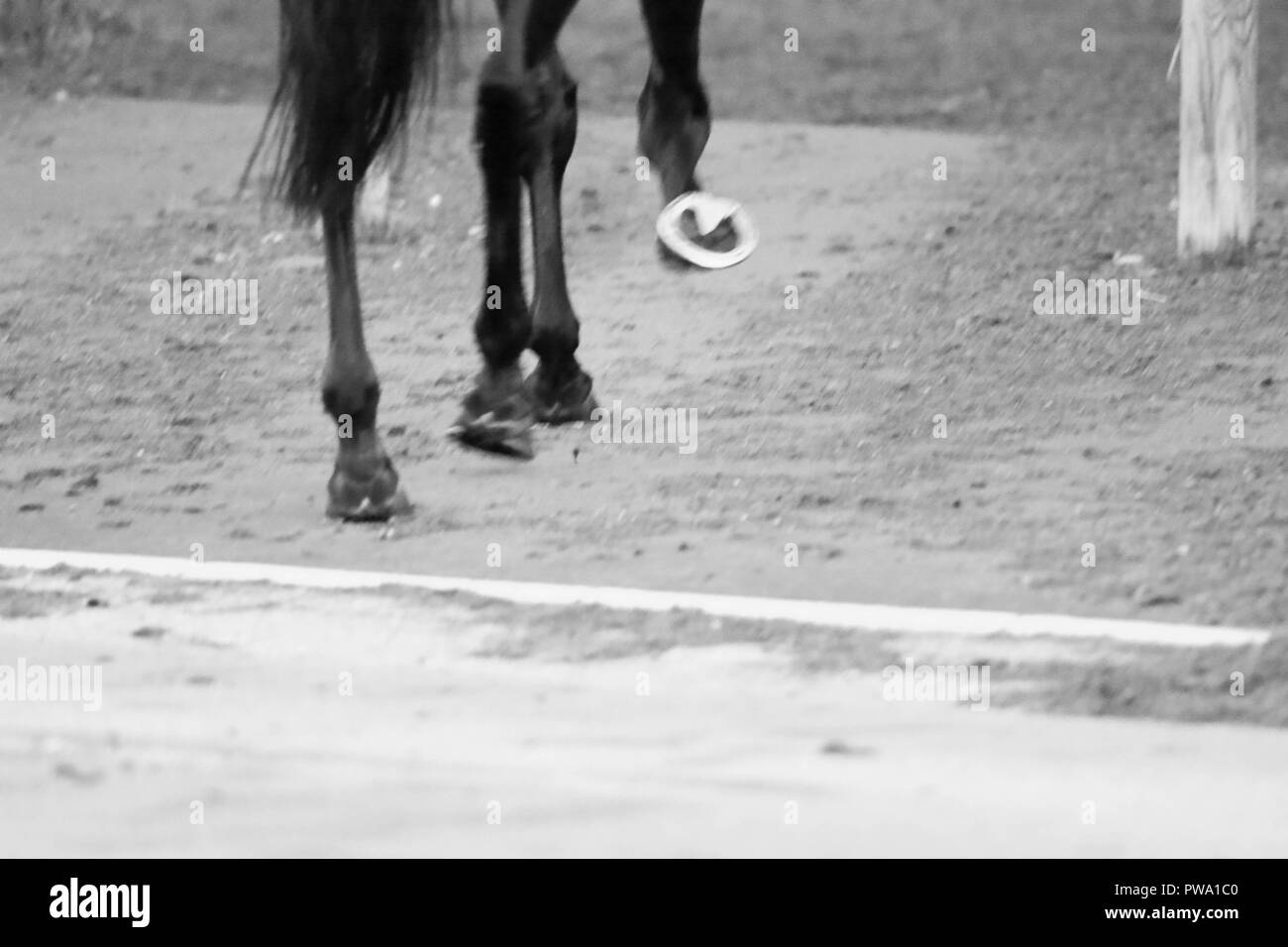 close up of Horse trotting on pathway Stock Photo - Alamy