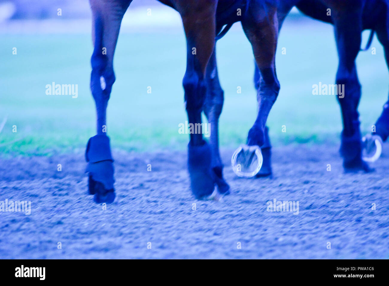 Close up horse trotting hi-res stock photography and images - Alamy