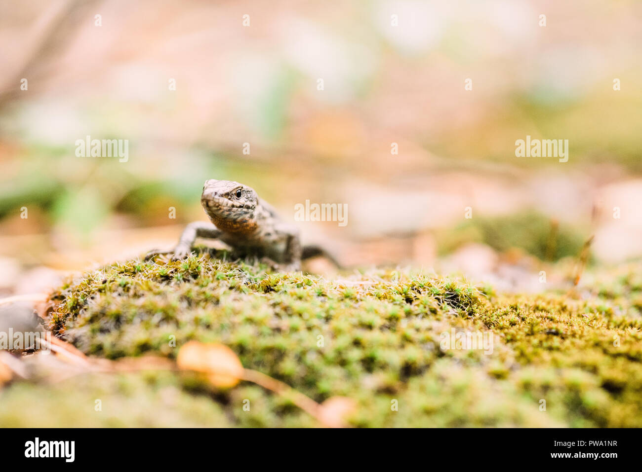 close up photography Stock Photo - Alamy