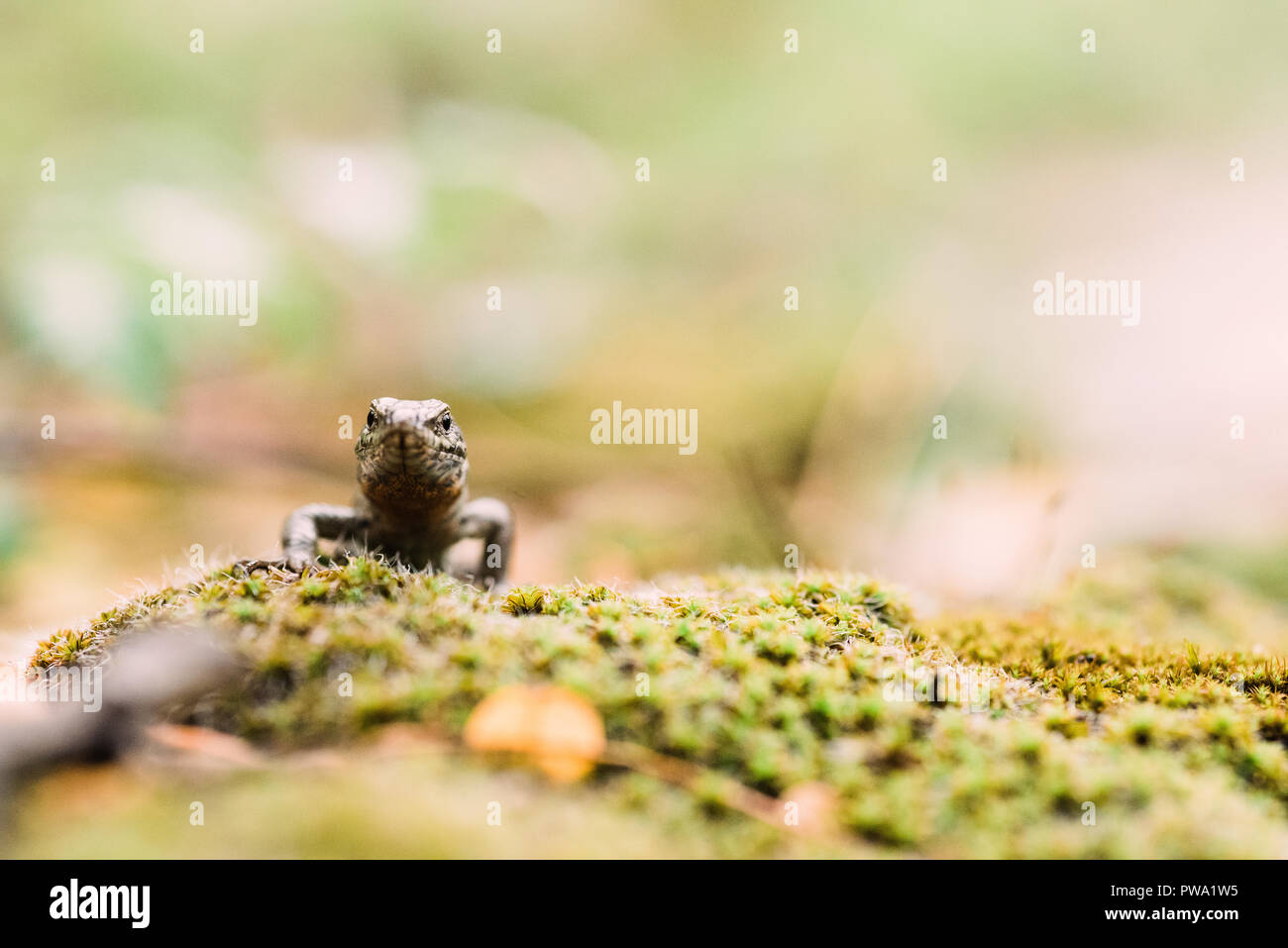 close up photography Stock Photo - Alamy