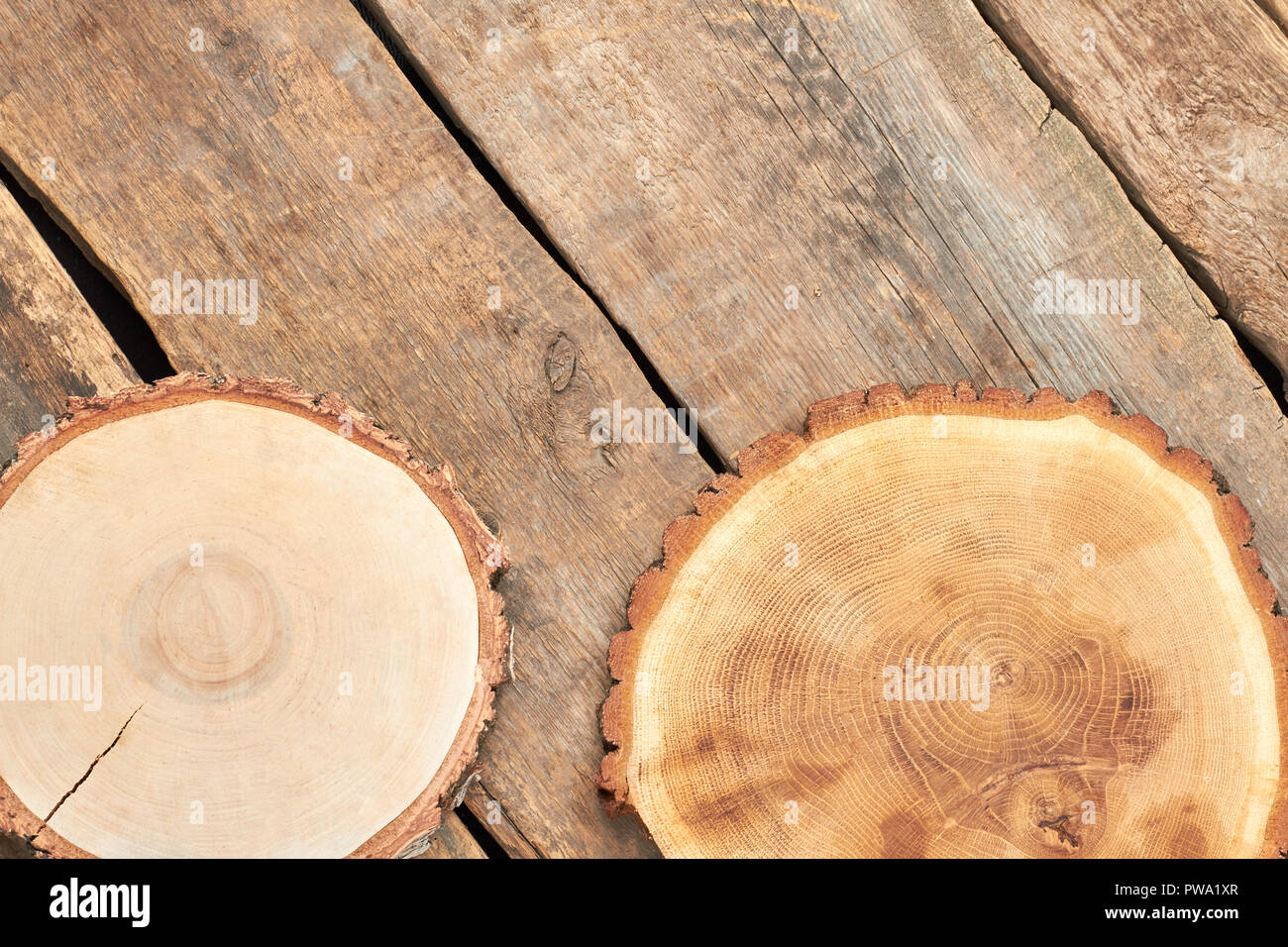 Tree slices on wooden boards. Natural wood slices and copy space ...