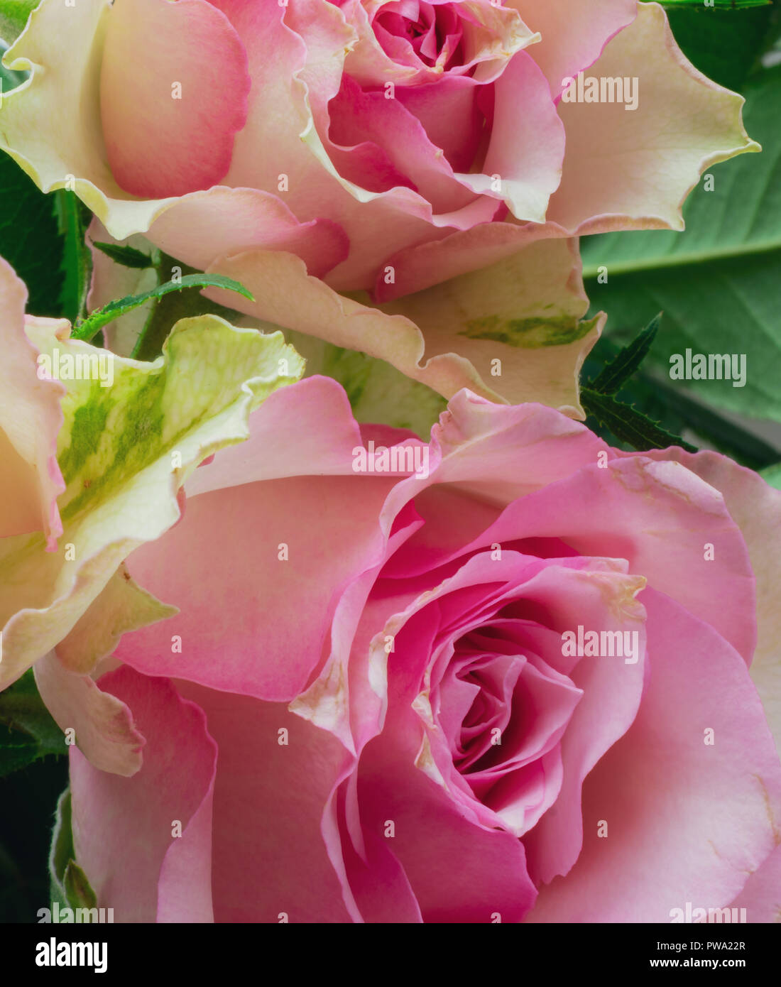 Natural and beautiful pale pink rose Stock Photo - Alamy