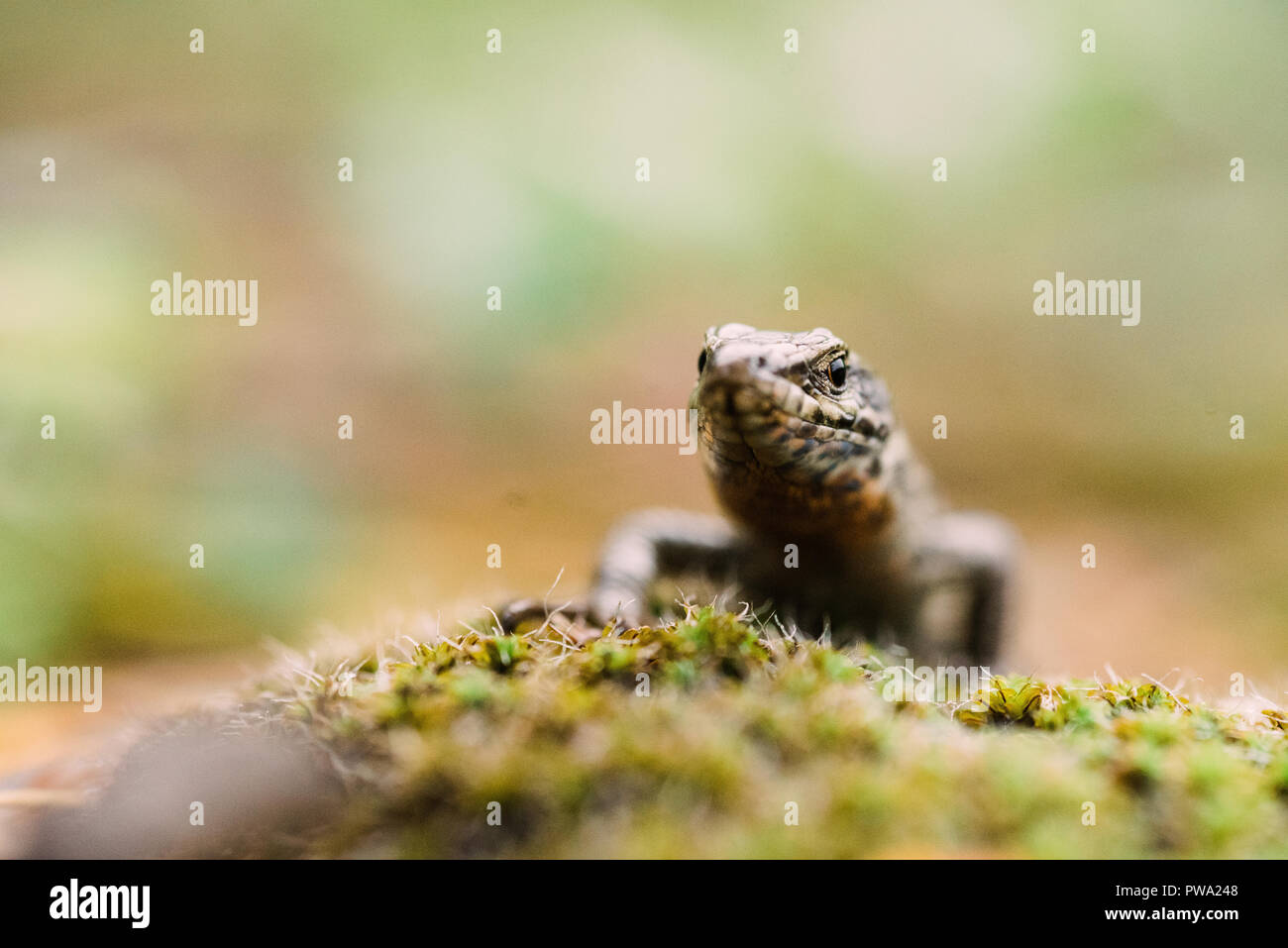 close up photography Stock Photo - Alamy