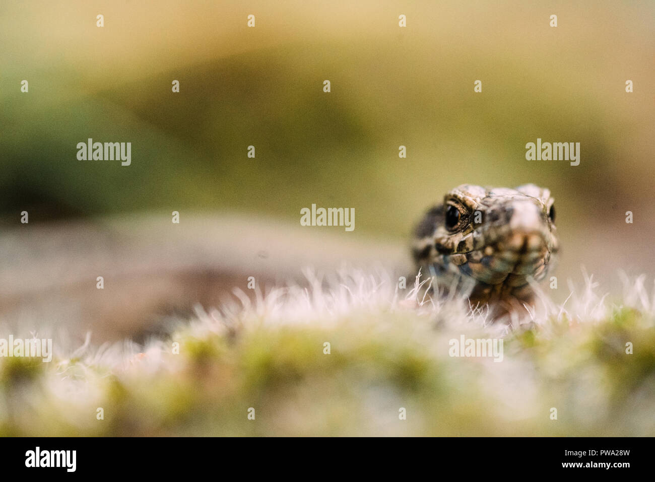 close up photography Stock Photo - Alamy