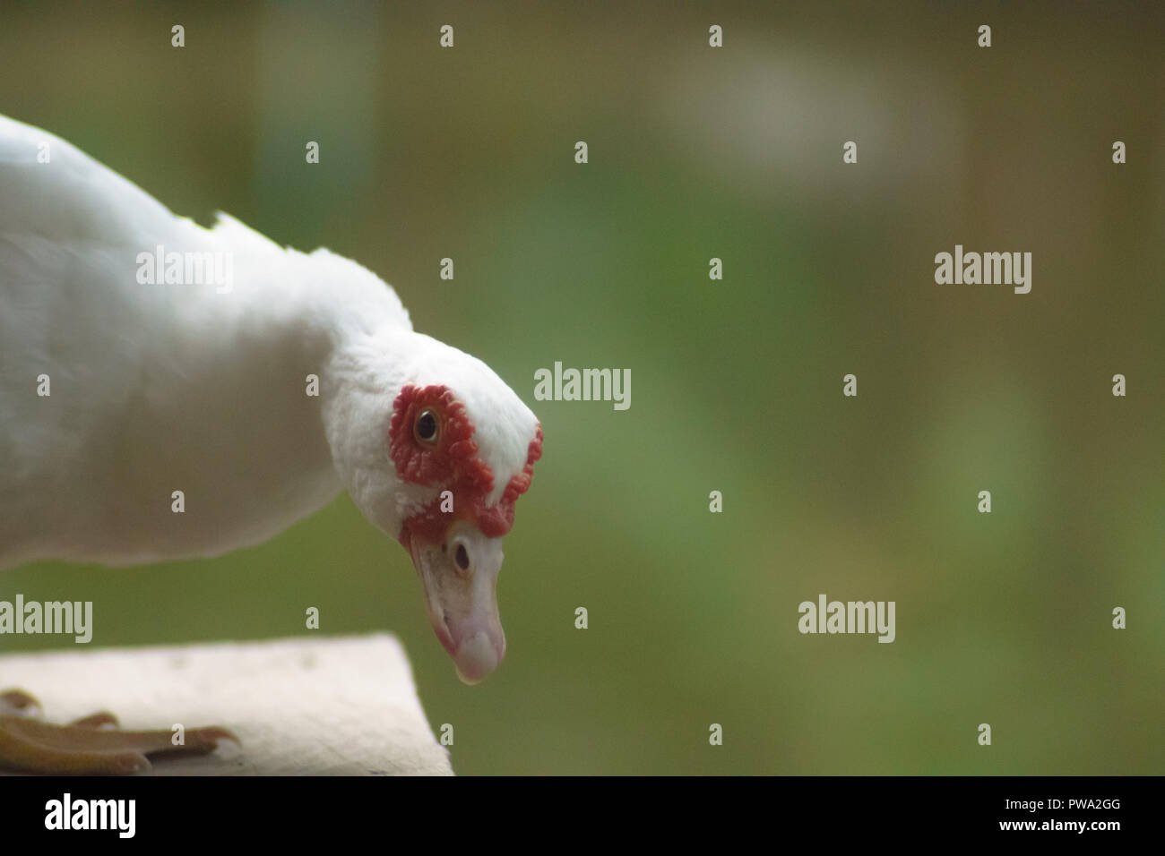 White beak duck, Mother Duck view Front Stock Photo - Alamy