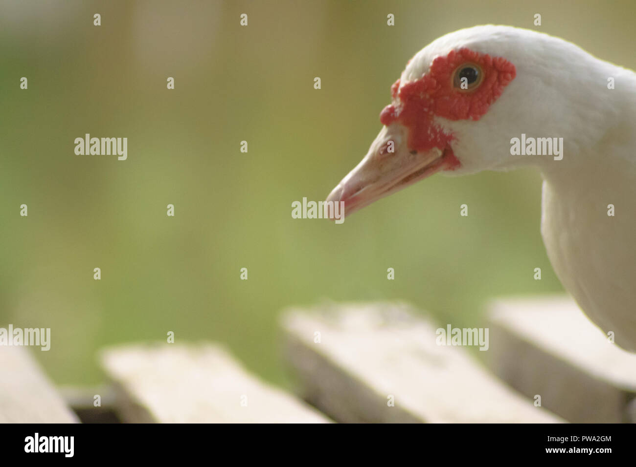 White beak duck, Mother Duck view Front Stock Photo - Alamy