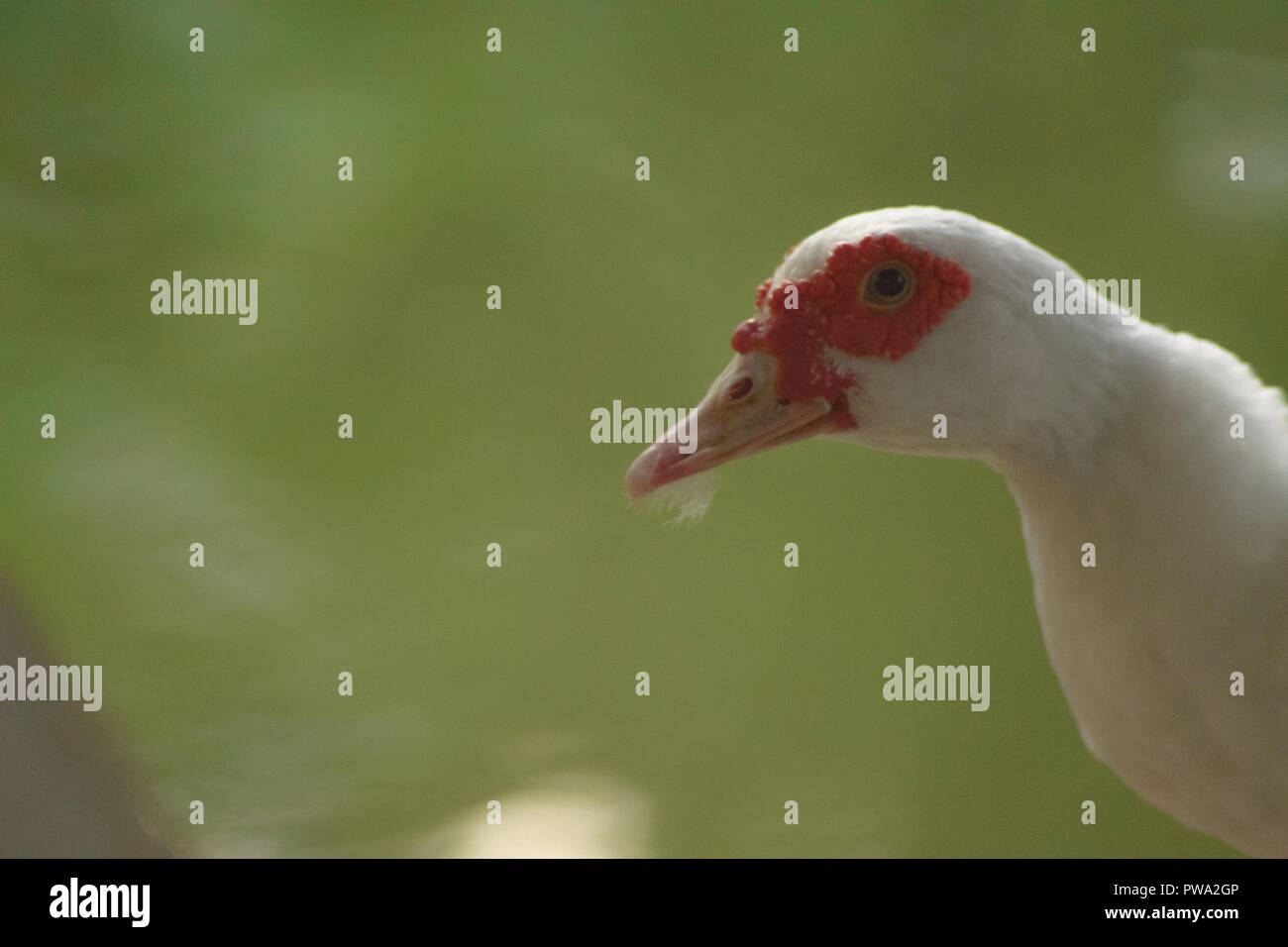 White beak duck, Mother Duck view Front Stock Photo - Alamy