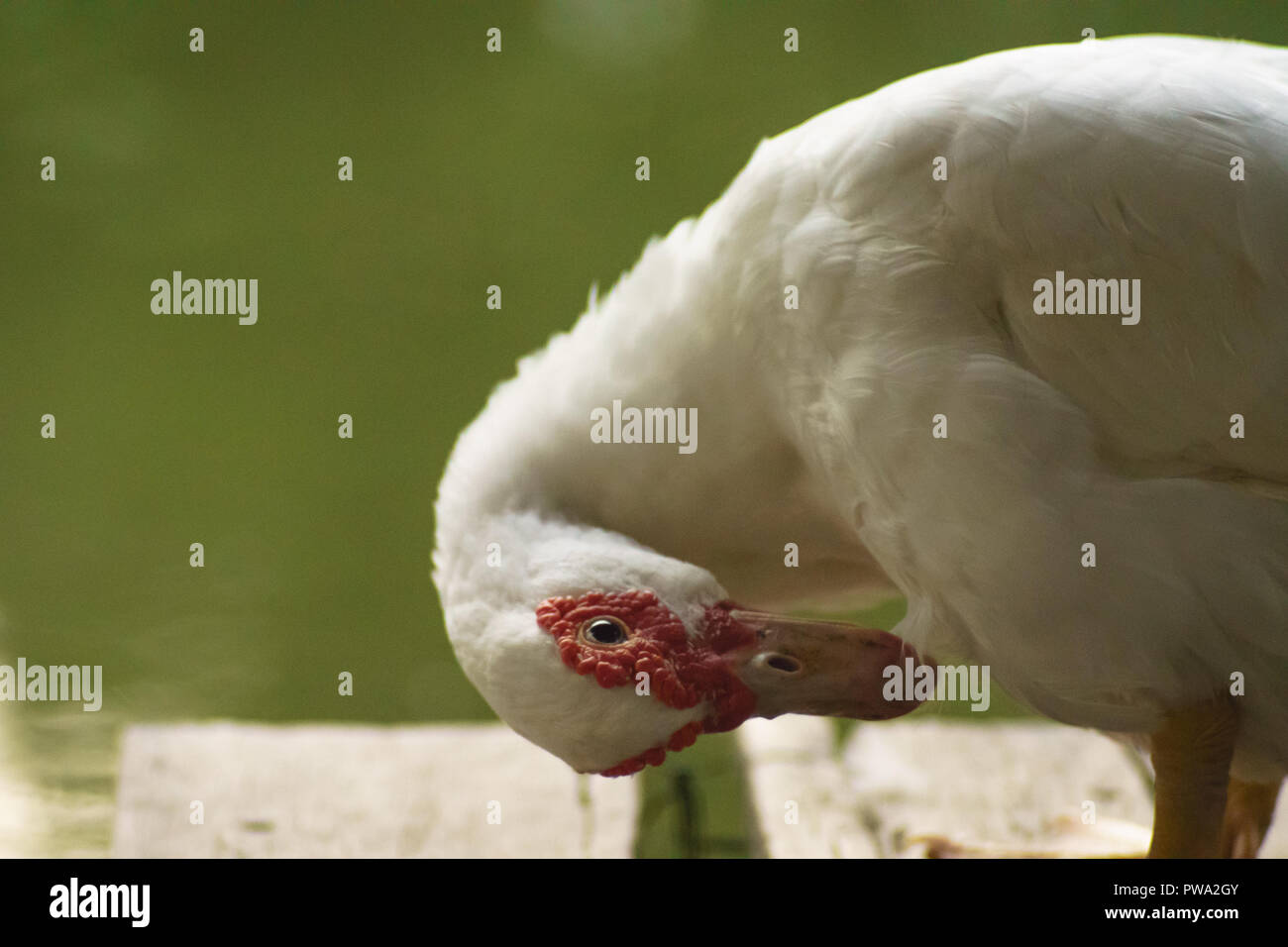 White beak duck, Mother Duck view Front Stock Photo - Alamy