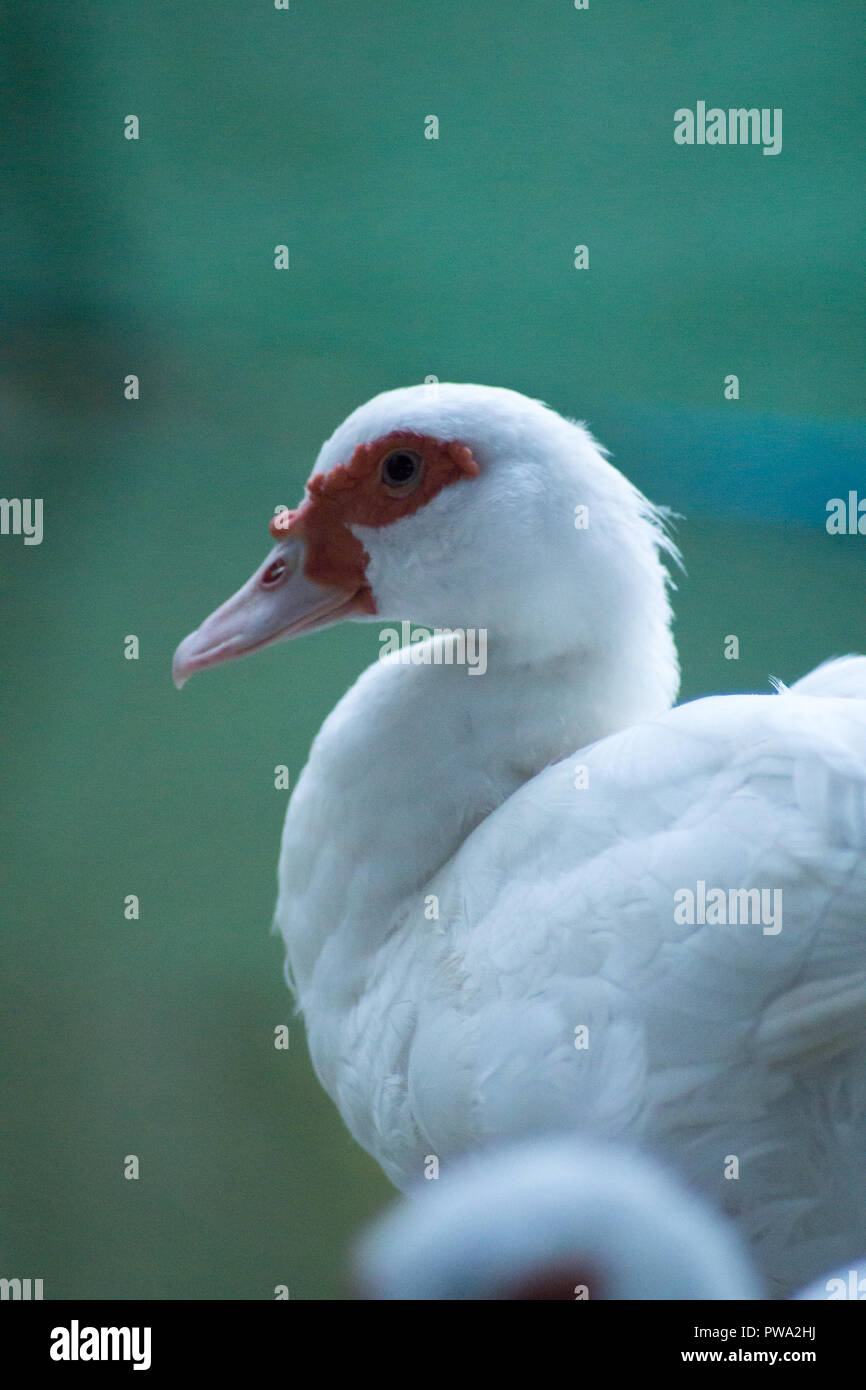 White beak duck, Mother Duck view Front Stock Photo - Alamy
