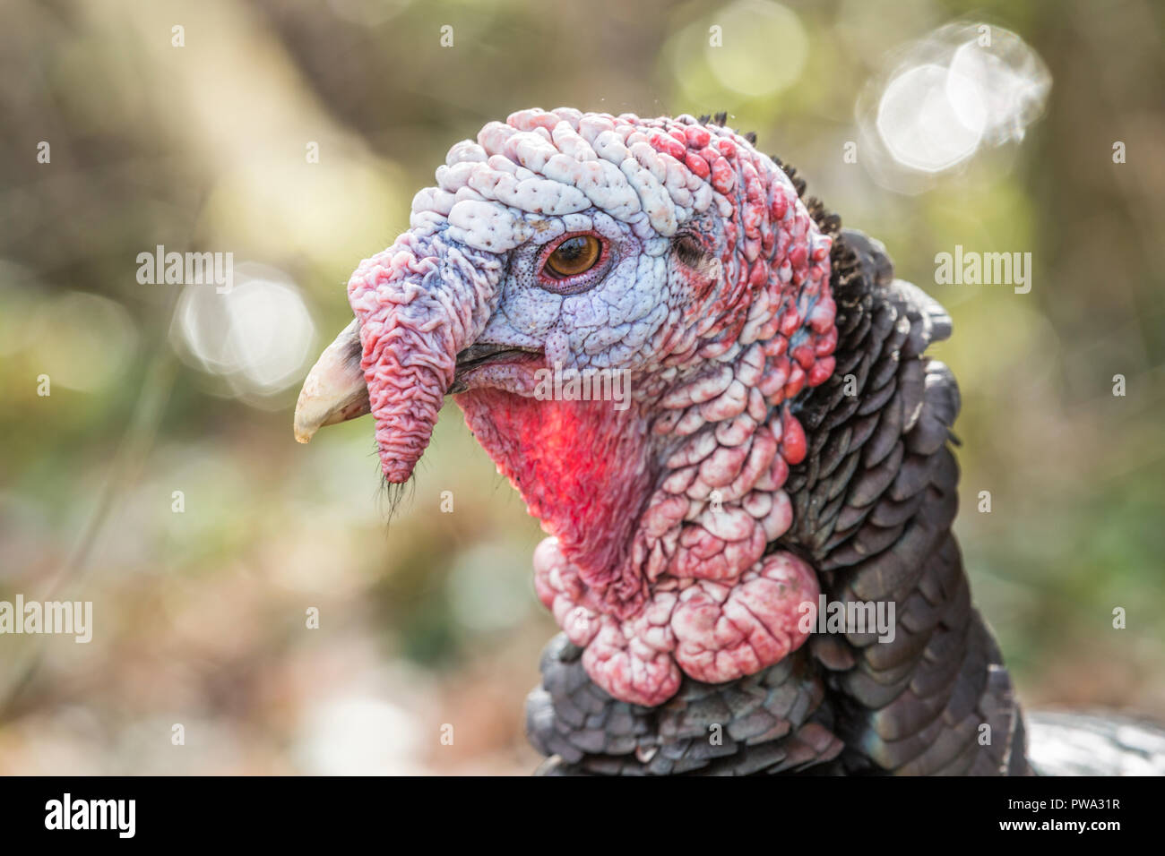 Wild turkey head close up view hi-res stock photography and images - Alamy