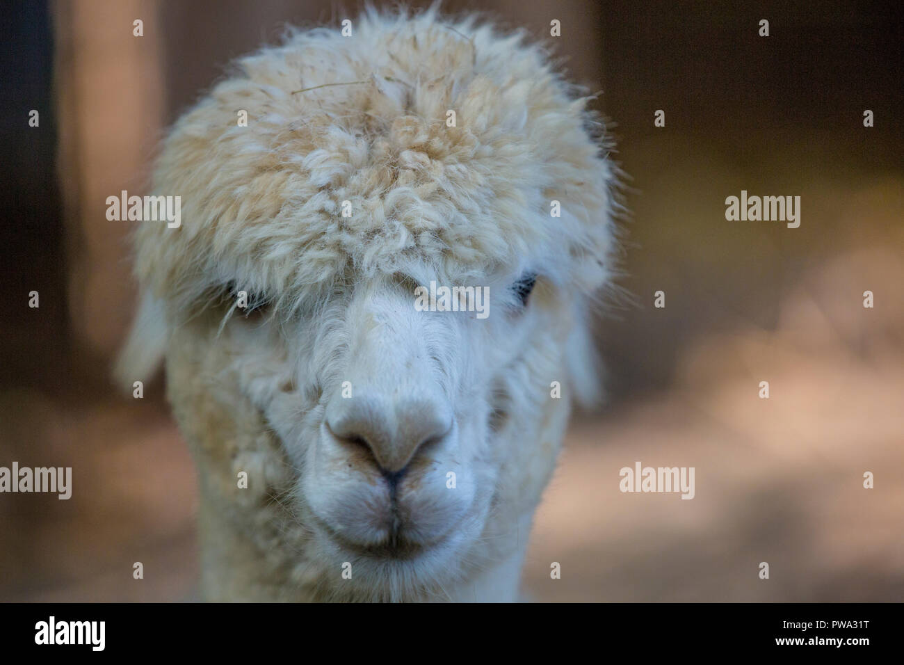 Llama eyes hi-res stock photography and images - Alamy