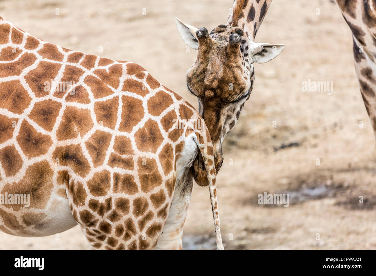 nice close up of head of a giraffe gracefully sniffing the tail of ...