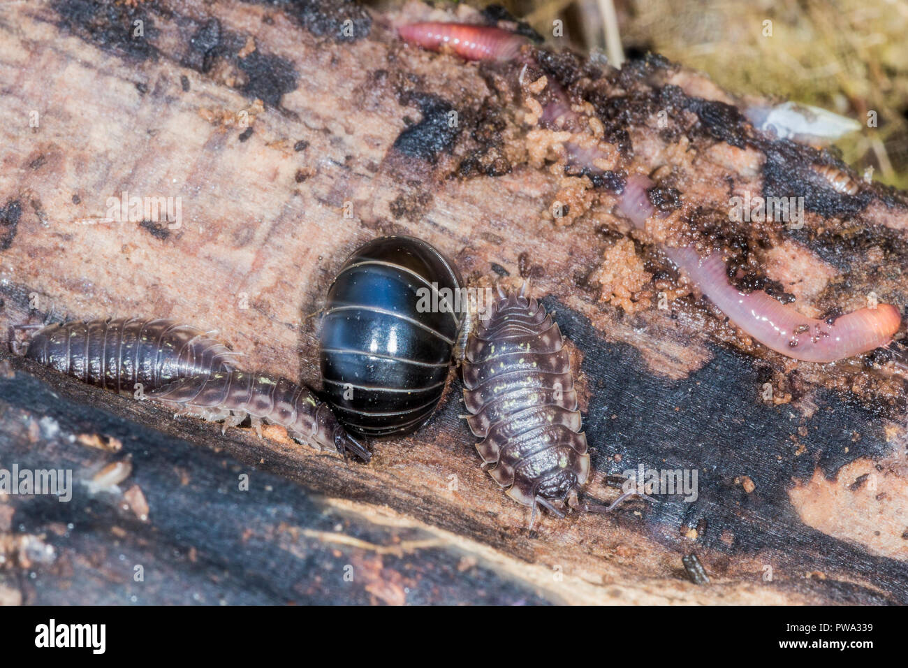 picture of woodlouse, pillbug, or sowbug and earthworm on a piece of ...