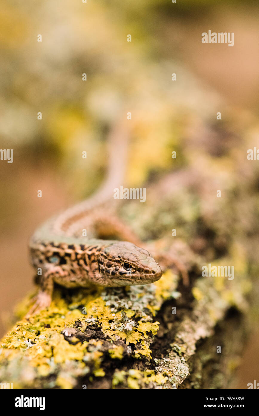 close up photography Stock Photo - Alamy