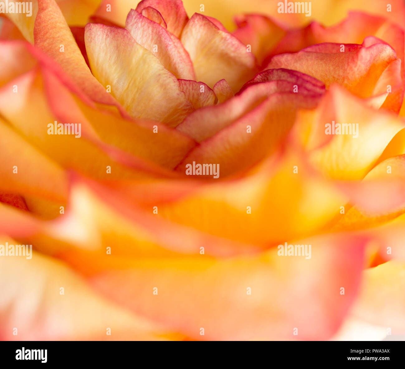 Multicolor rose hi-res stock photography and images - Alamy