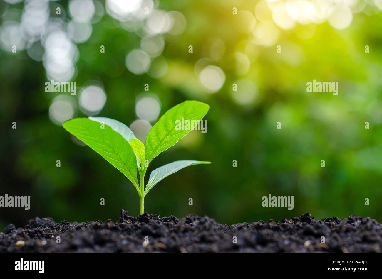 Planting seedlings young plant in the morning light on nature ...