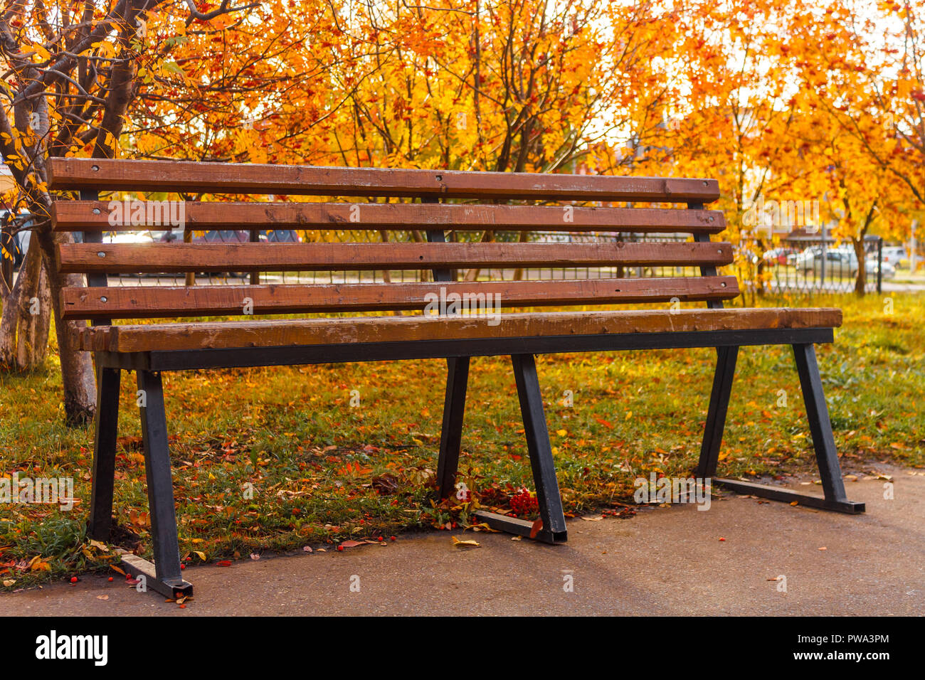 Empty brown wooden bench under autumn trees with yellow leaves Stock ...
