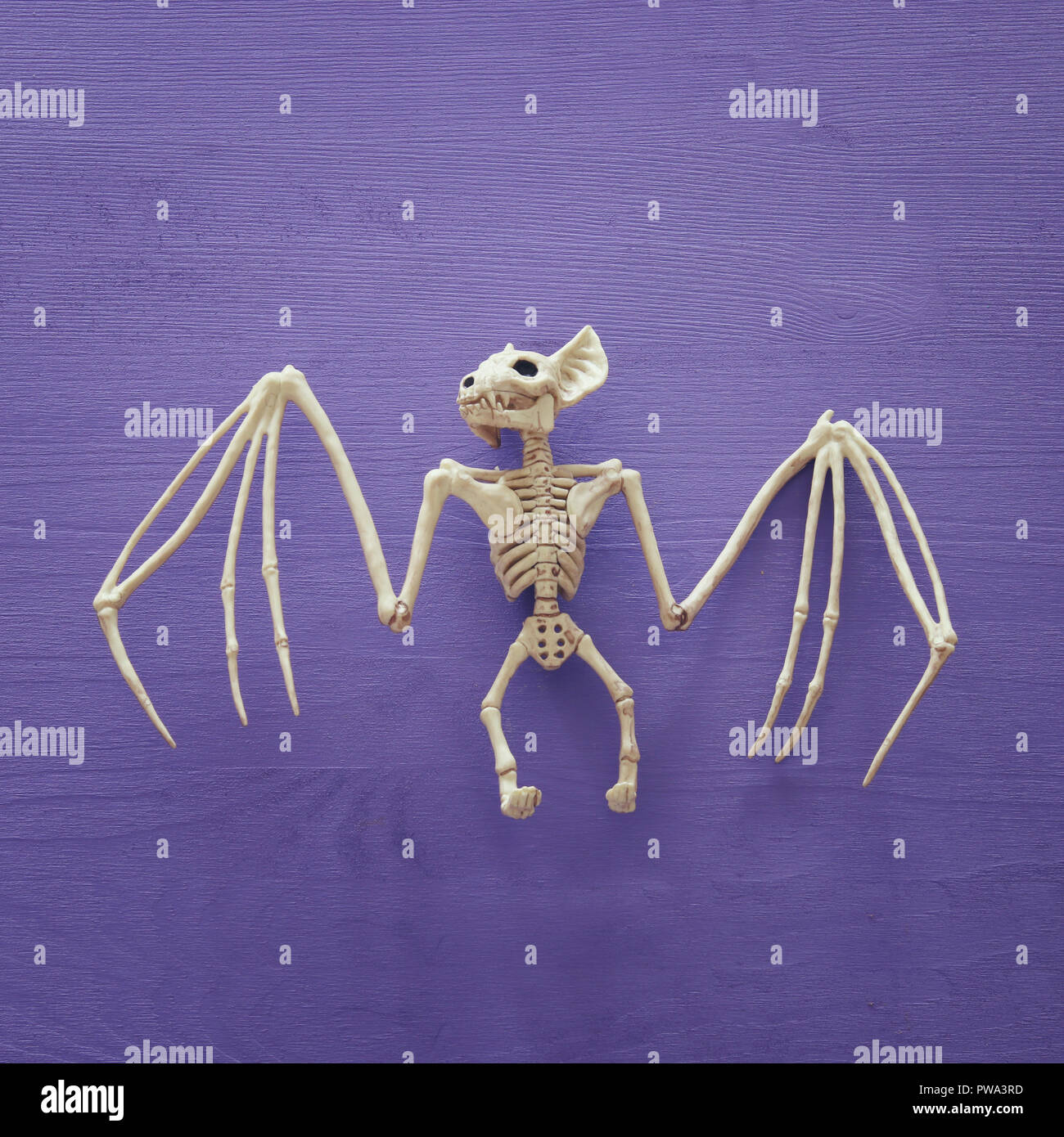 Vintage bat anatomy hi-res stock photography and images - Alamy