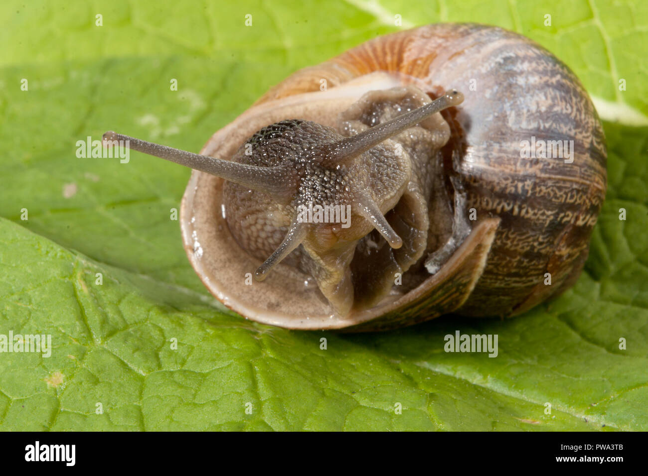 Snail is a common name loosely applied to shelled gastropods hi-res ...