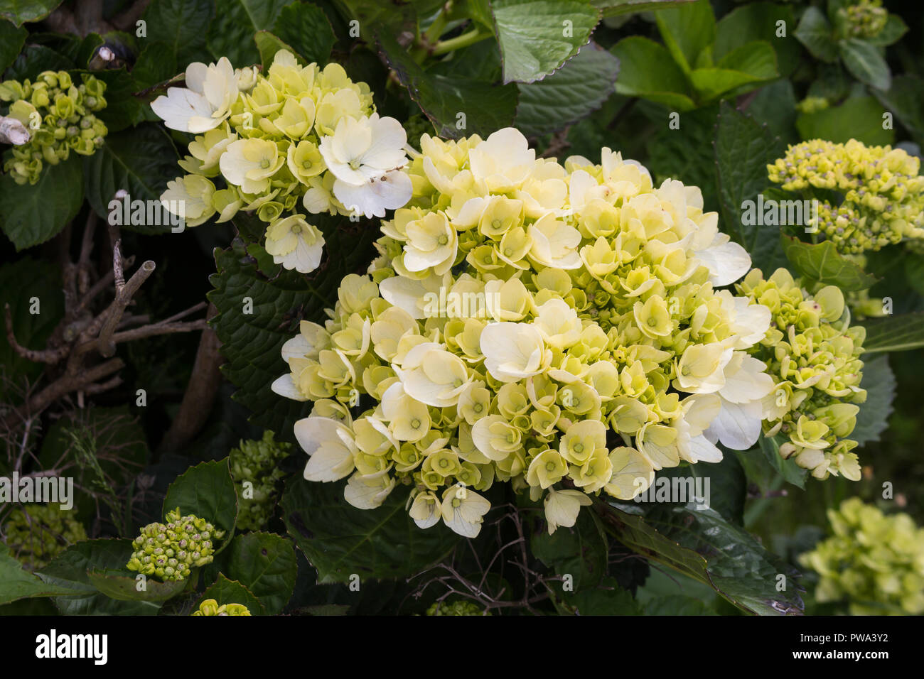 Yellow color of a young bloom of hydrangea. Fresh leaves. Traditional ...