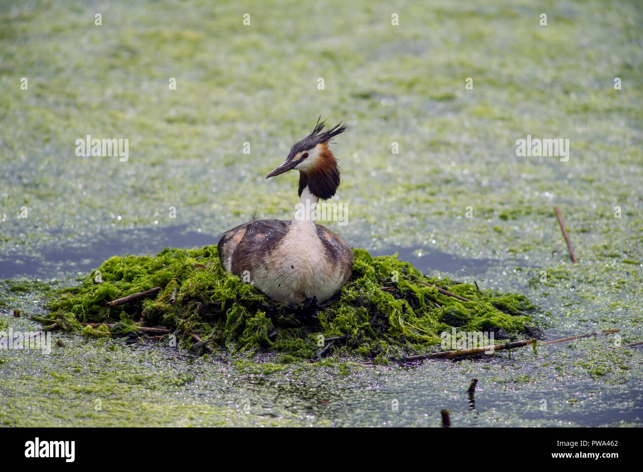 Great Crested Grebe, Podiceps Cristatus, sitting on island nest made of ...