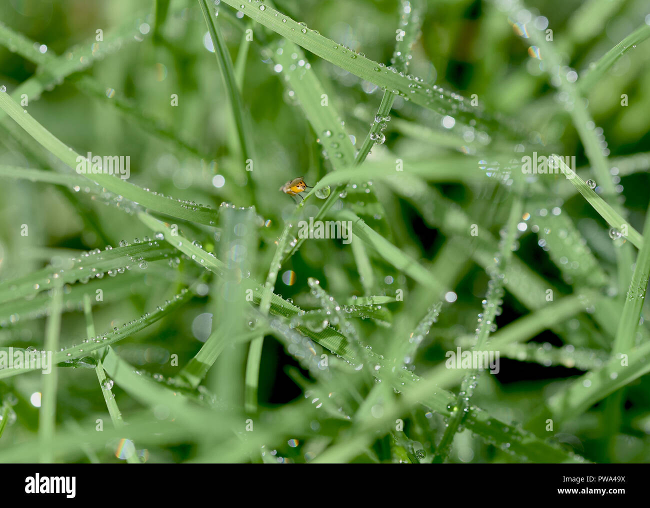 A bug with beautiful spots on its back that look like eyes. On grass ...