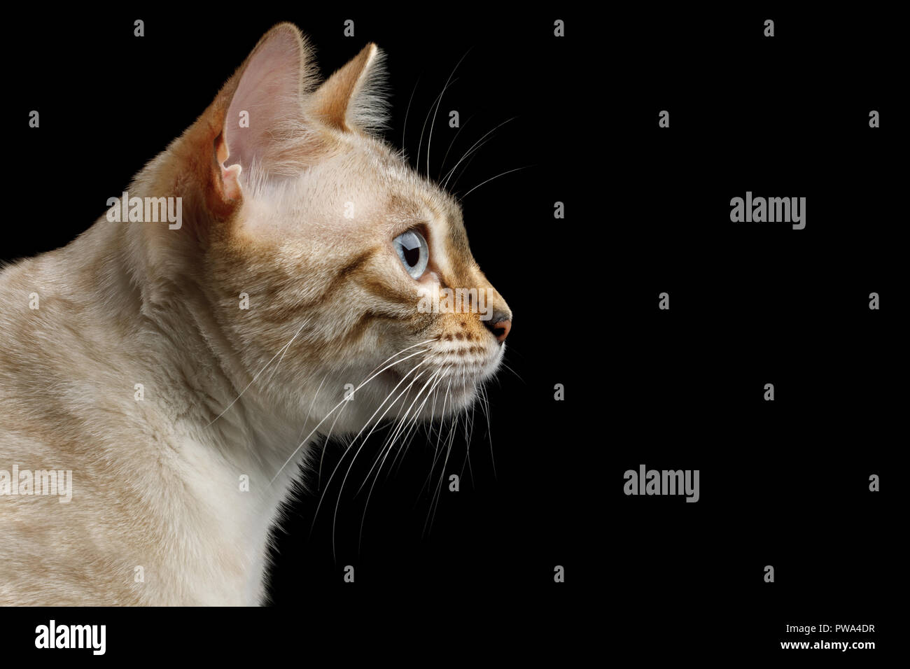 Snow white Bengal Cat isolated on Black Background Stock Photo - Alamy