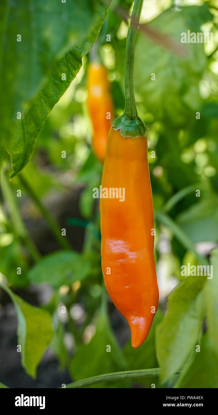 Aji Yellow chili pepper closeup 1 Stock Photo - Alamy