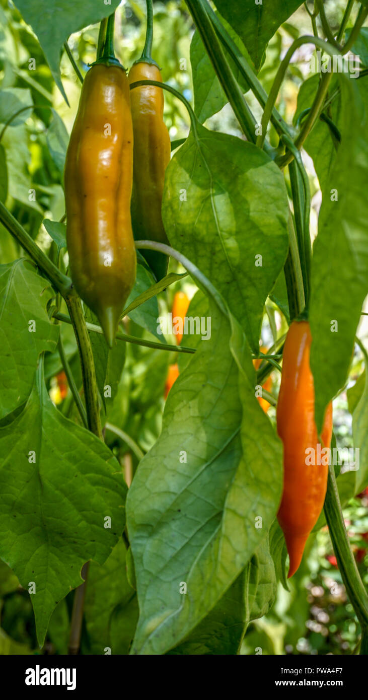 Aji chili hi-res stock photography and images - Alamy