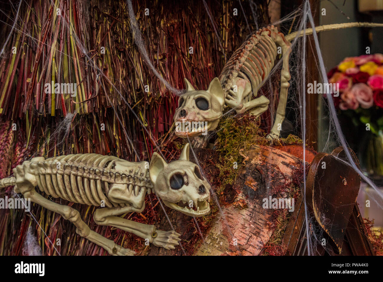 Co halloween hi-res stock photography and images - Alamy