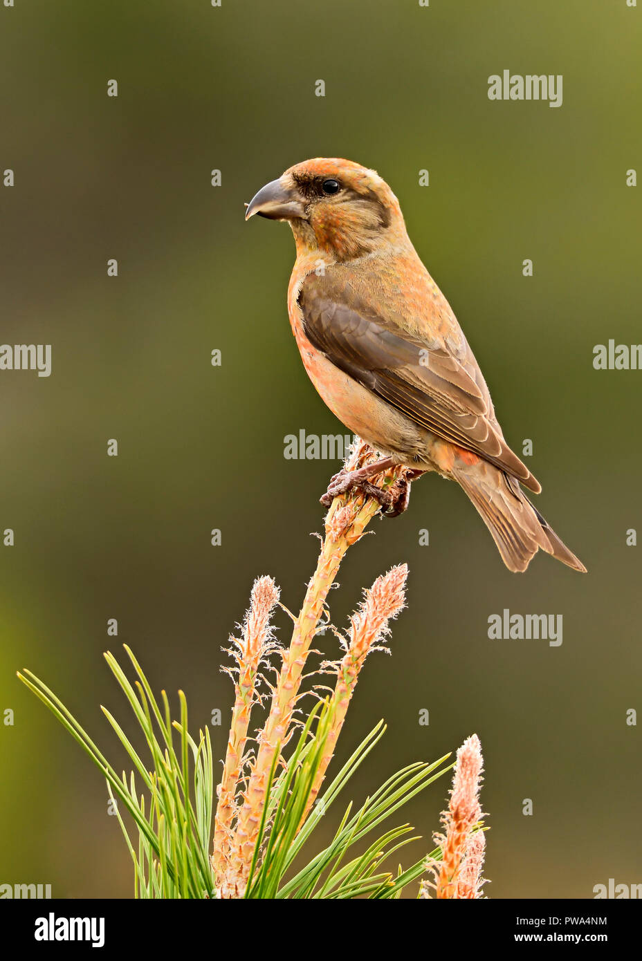 Male Red crossbill Stock Photo - Alamy