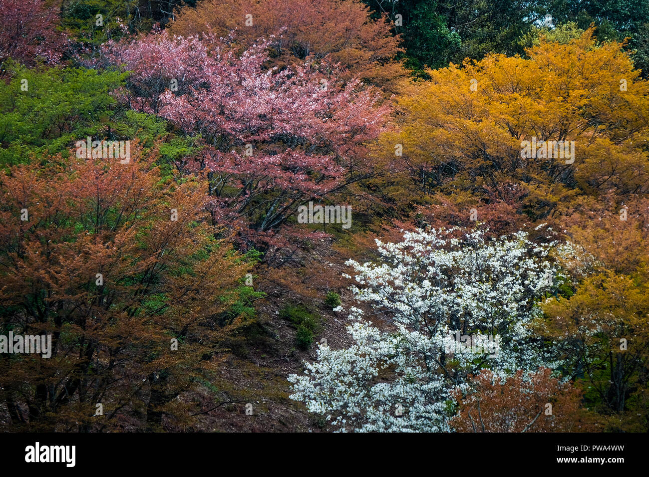 Colorful trees at Mount Yoshino, Japan Stock Photo - Alamy