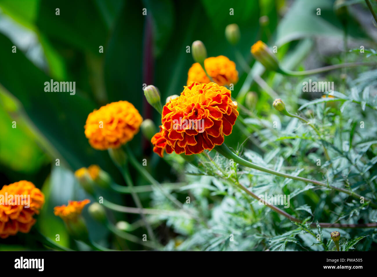 Marigold bed hi-res stock photography and images - Alamy