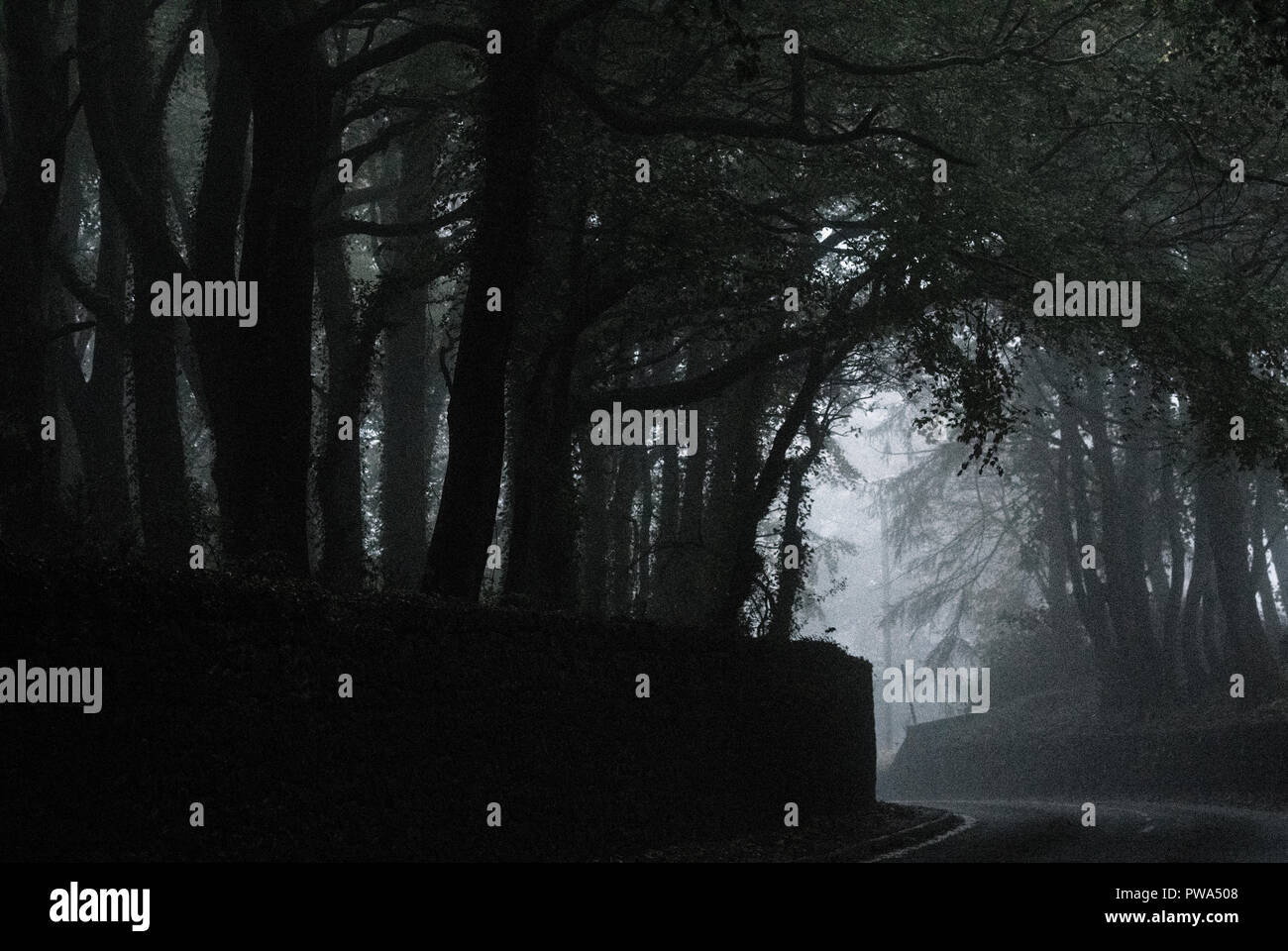 Haunted woods hi-res stock photography and images - Alamy