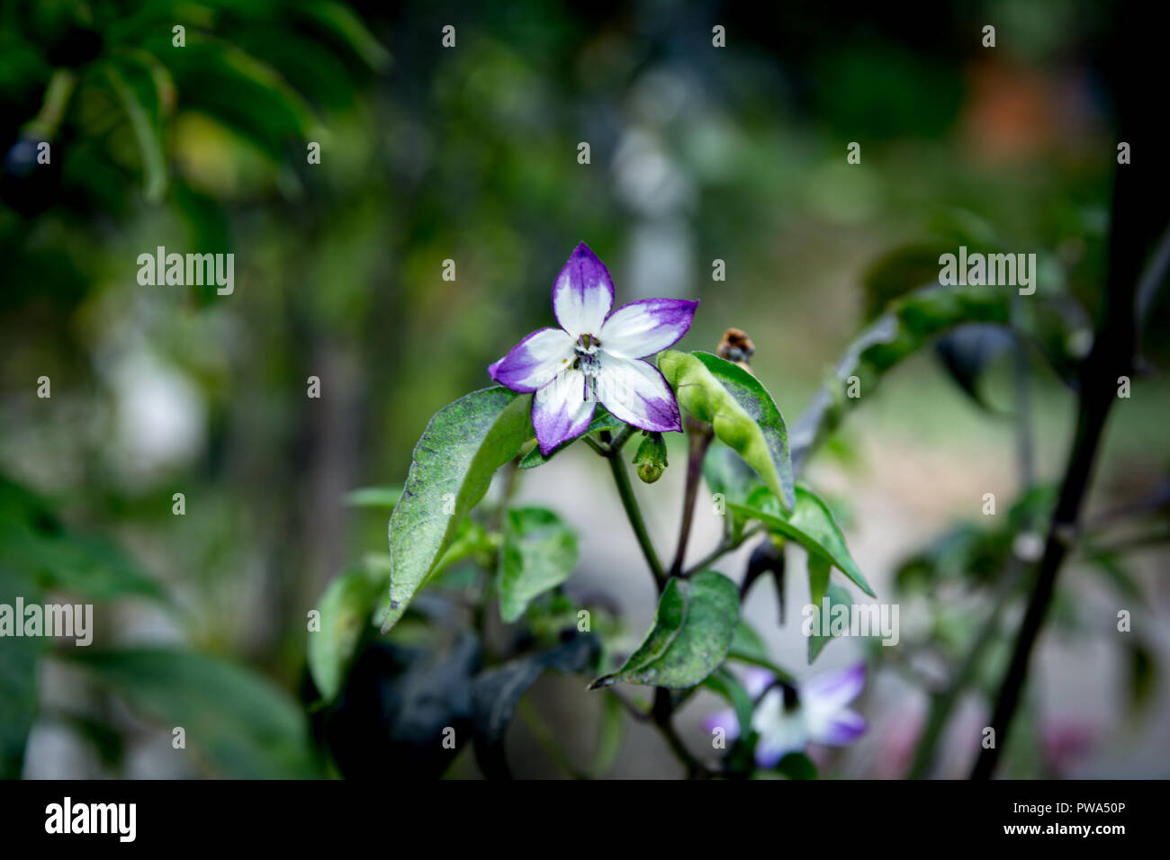 Green chilli tree hi-res stock photography and images - Alamy