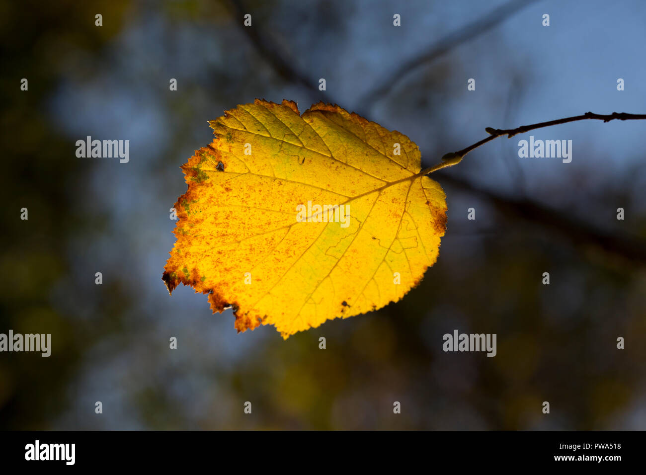 November colours hi-res stock photography and images - Alamy