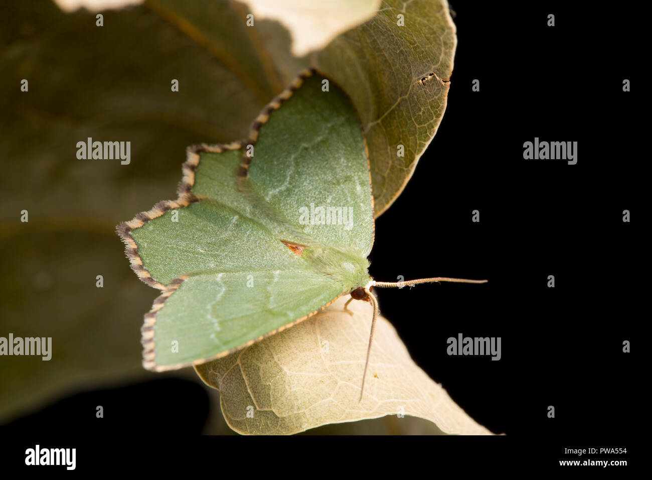 A Common Emerald moth, Hemithea aestivaria that was attracted to house ...