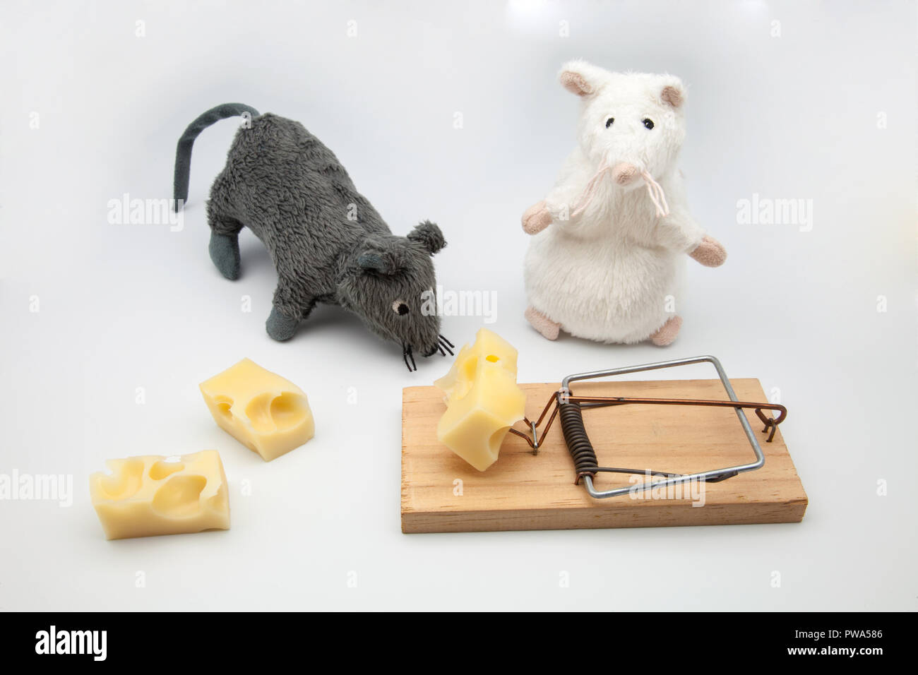 White footed mouse hi-res stock photography and images - Alamy