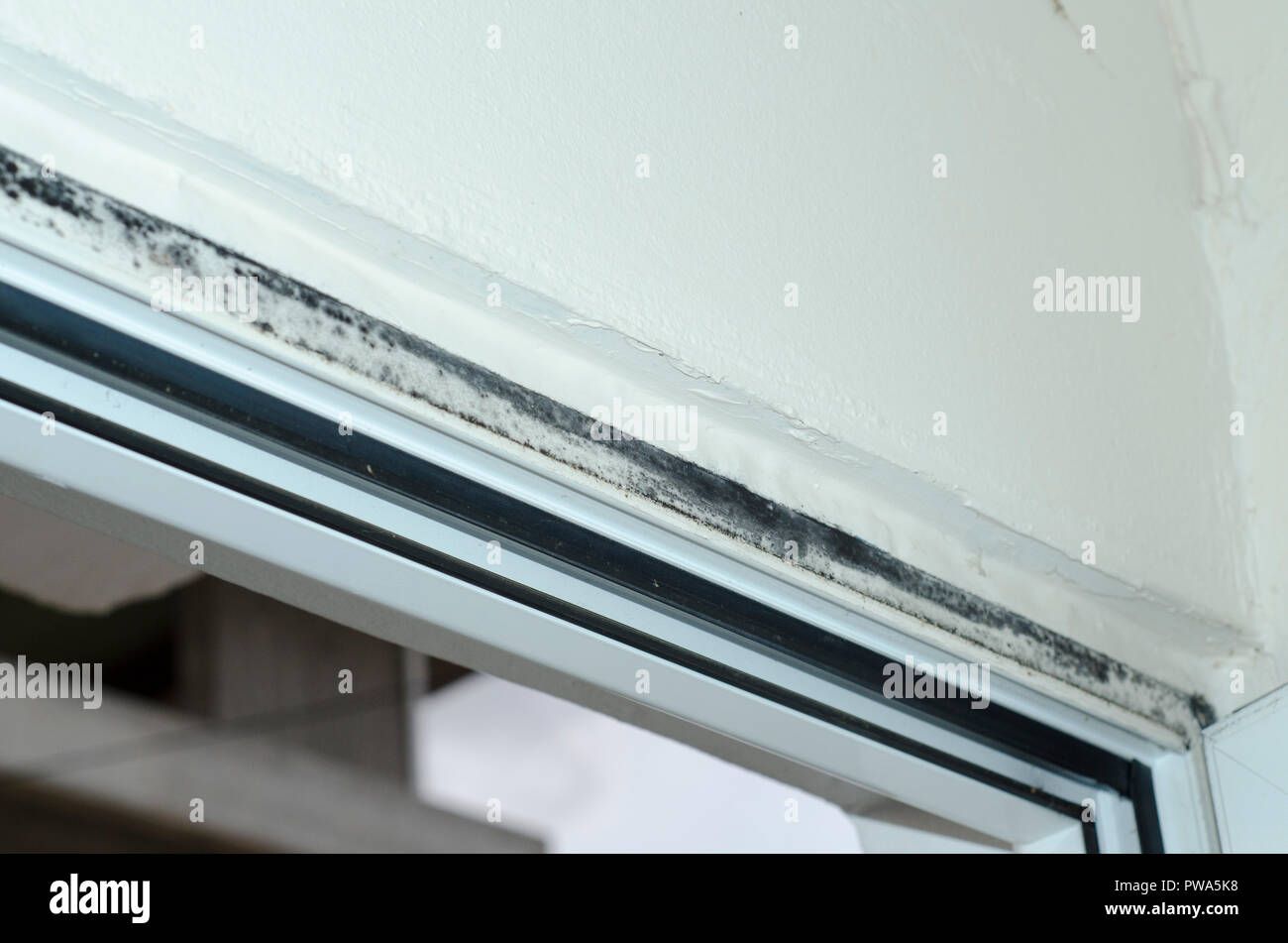 mildew mold damage house ceiling Stock Photo - Alamy