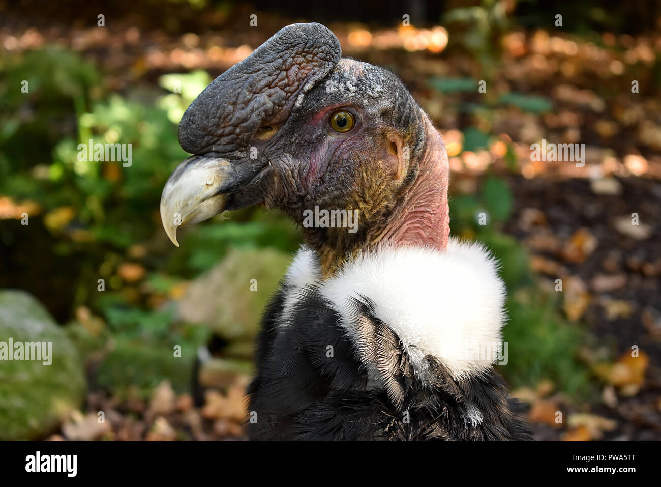 Peruvian Condor High Resolution Stock Photography and Images - Alamy