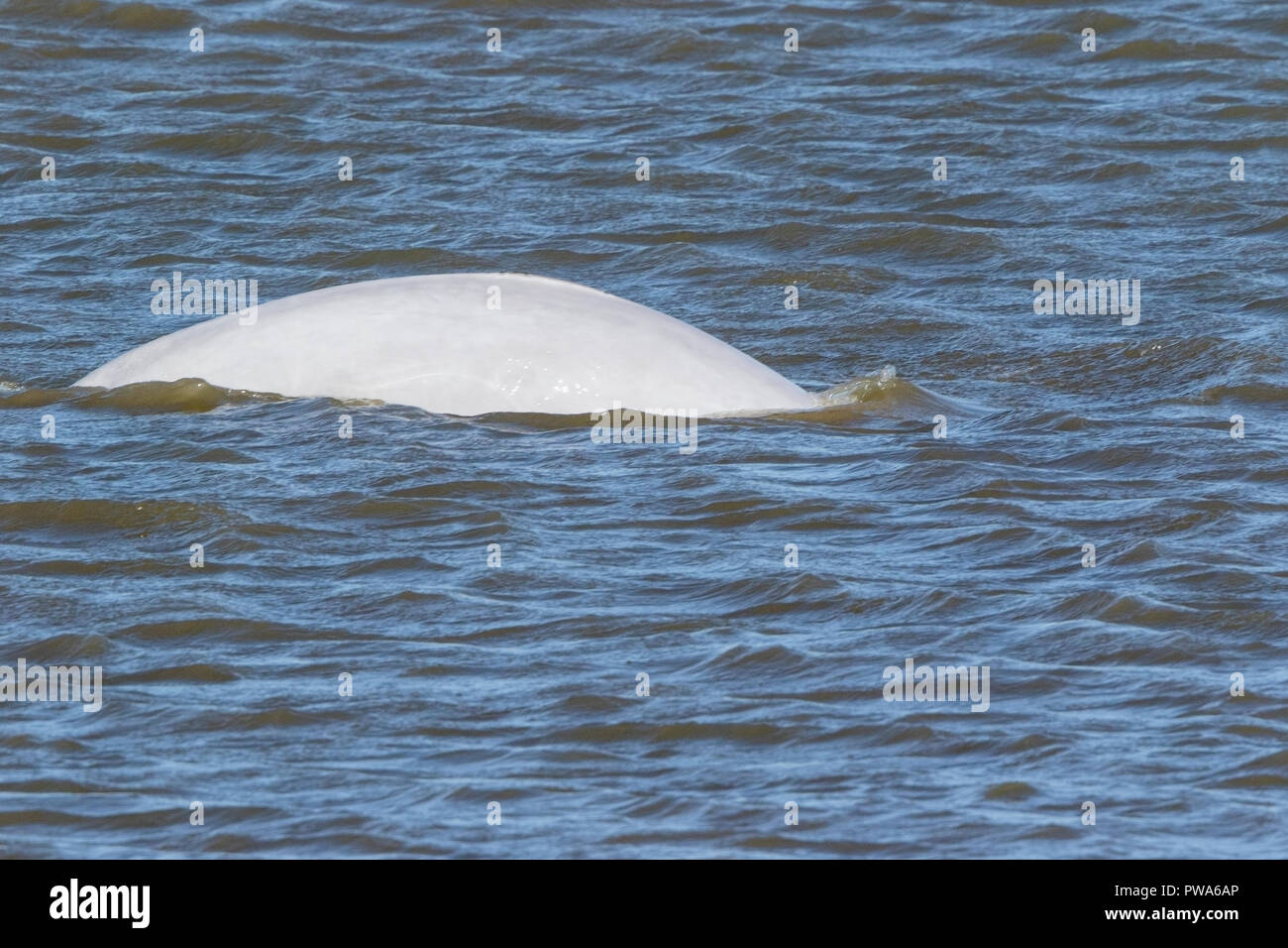 beluga whale swimming in River Thames, London, England Stock Photo - Alamy