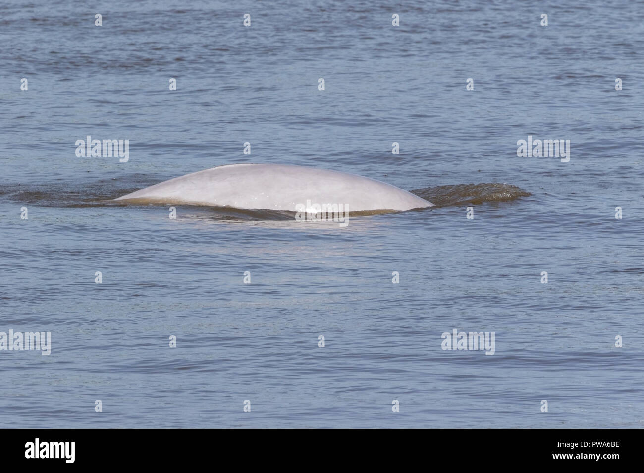 beluga whale swimming in River Thames, London, England Stock Photo - Alamy