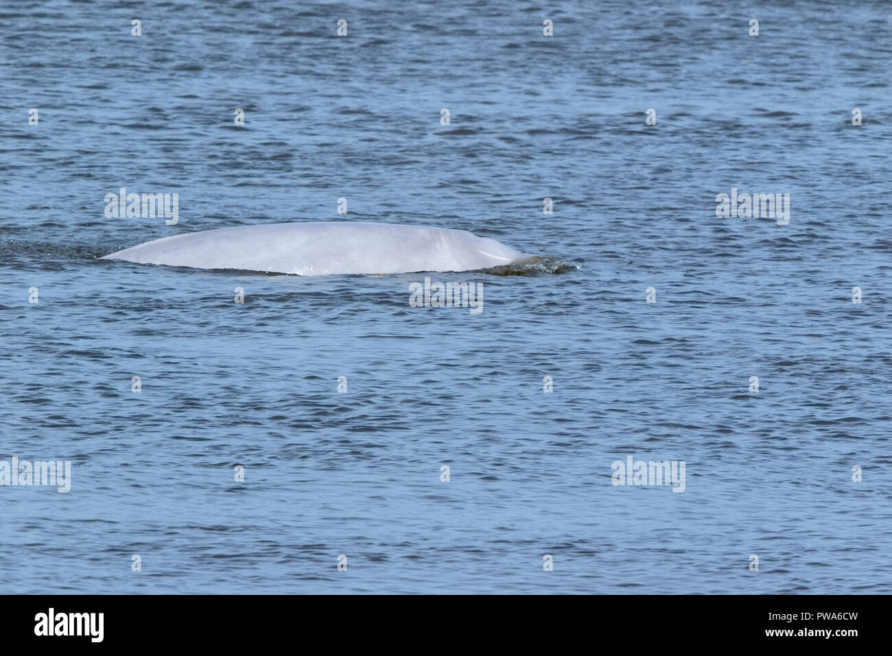 beluga whale swimming in River Thames, London, England Stock Photo - Alamy