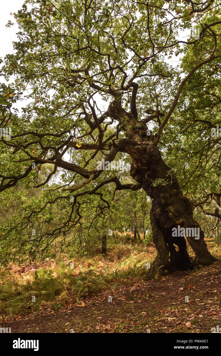 400 year old oak tree hi-res stock photography and images - Alamy