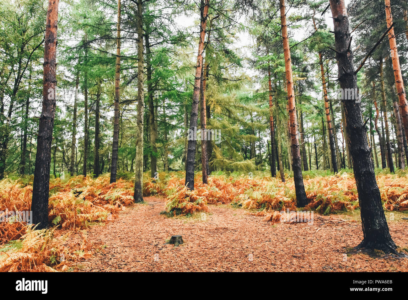 Cannock chase forest hi-res stock photography and images - Alamy