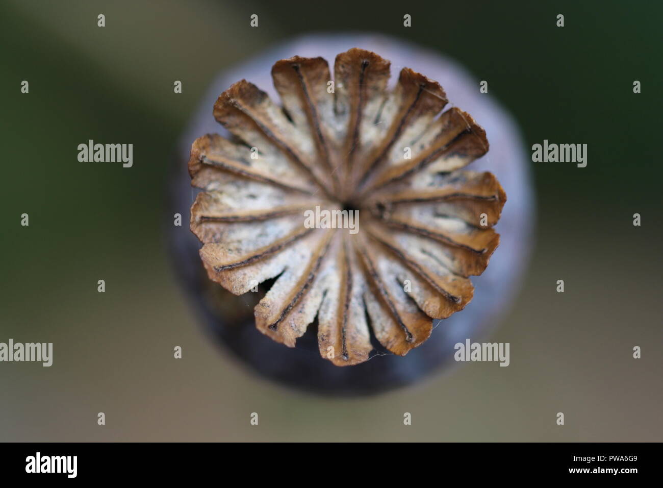Poppy seed head from above Stock Photo - Alamy